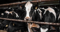 Moonshine University - 4 Responsible Ways Distillers Use Spent Grains ...