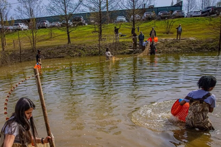 Hundreds of Fish Rescued from Receding Flood Waters at Buffalo Trace ...